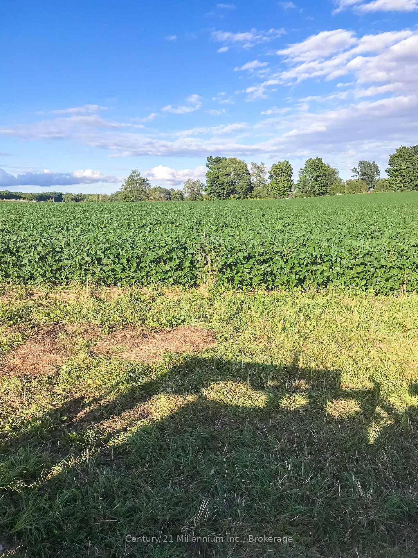 425158 Irish Lake Road, Grey Highlands, ON N0C 1H0